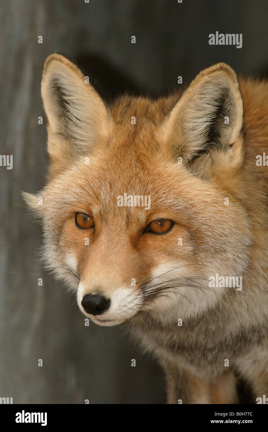 Corsac Foxes High Resolution Stock Photography and Images - Alamy