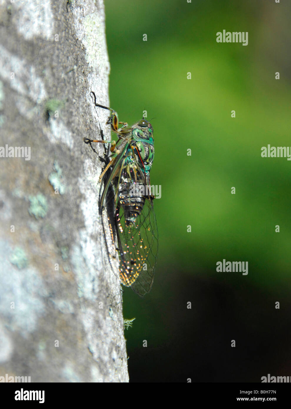 Winged bug hi-res stock photography and images - Alamy