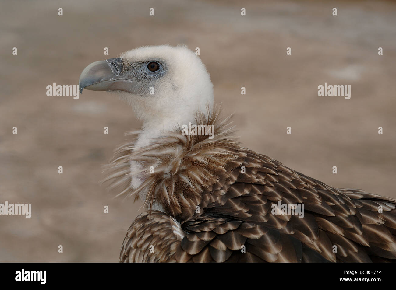 Himalayan plateau animals hi-res stock photography and images - Alamy