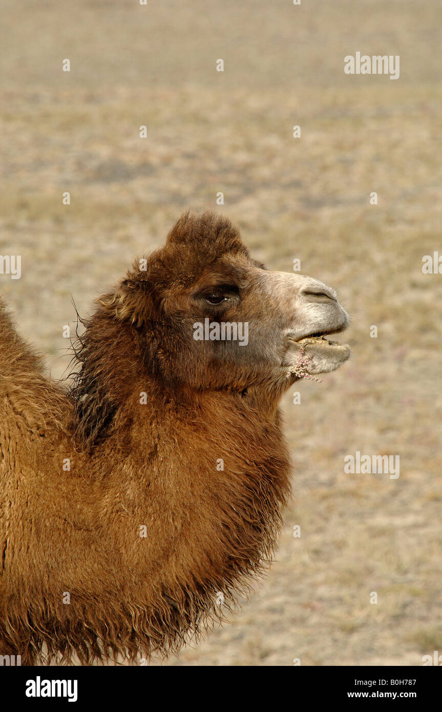 Bactrian camel hi-res stock photography and images - Alamy
