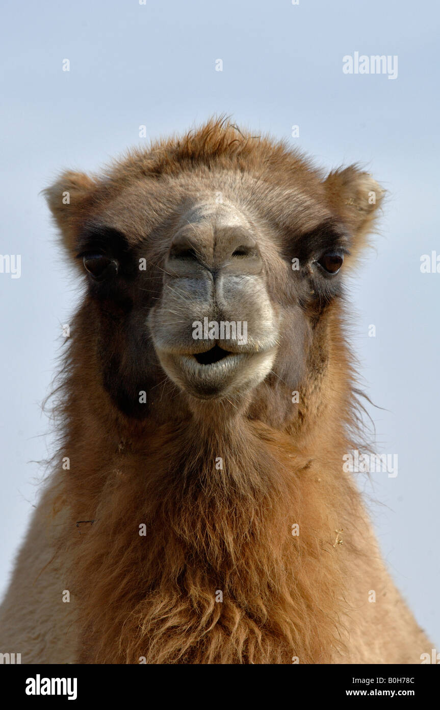 Head of endangered wild bactrian camel or two hump camel Camelus ...