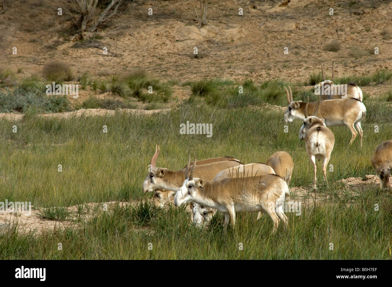 Saiga antelope Saiga tatarica has an enlarged nose that hangs down over ...