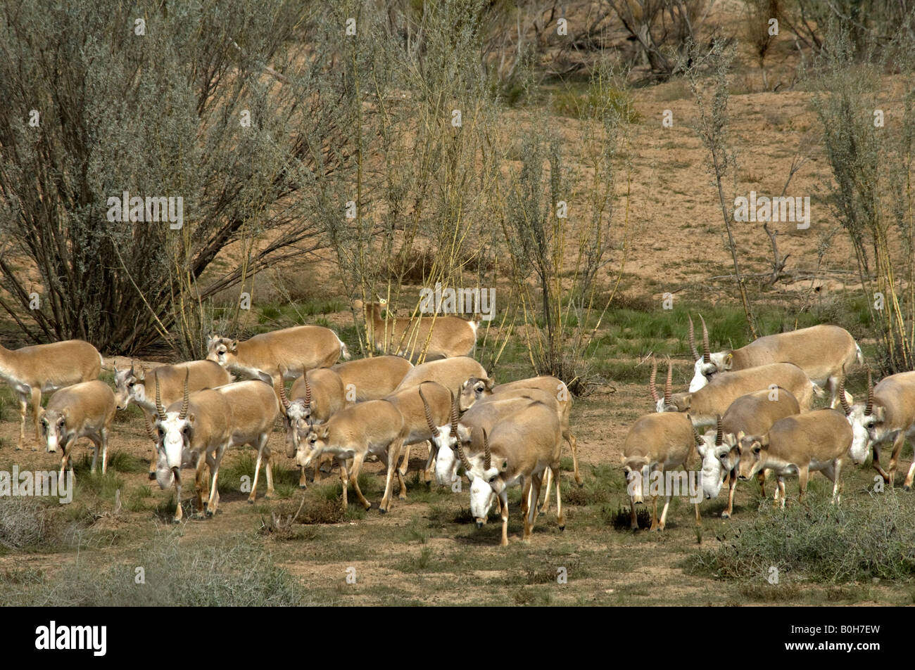 Saiga antelope hi-res stock photography and images - Alamy