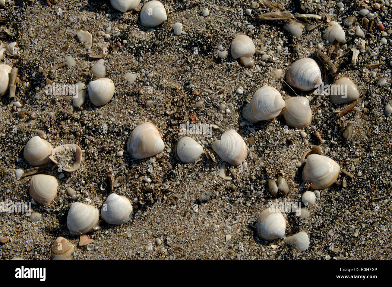 Marine bivalve shells beached on strandline at Yancheng NNR which ...