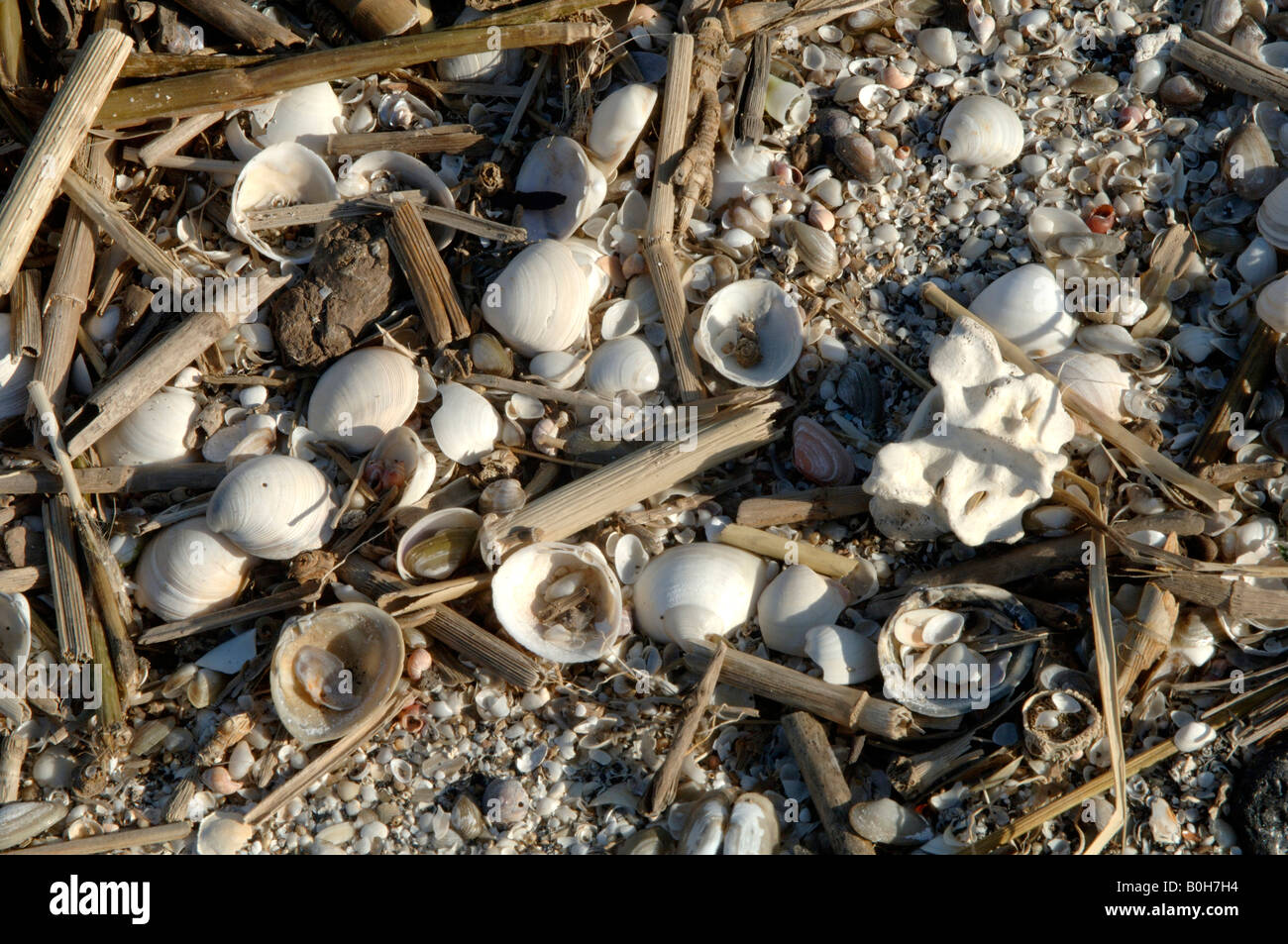 Marine bivalve shells bone beached on strandline at Yancheng NNR which ...