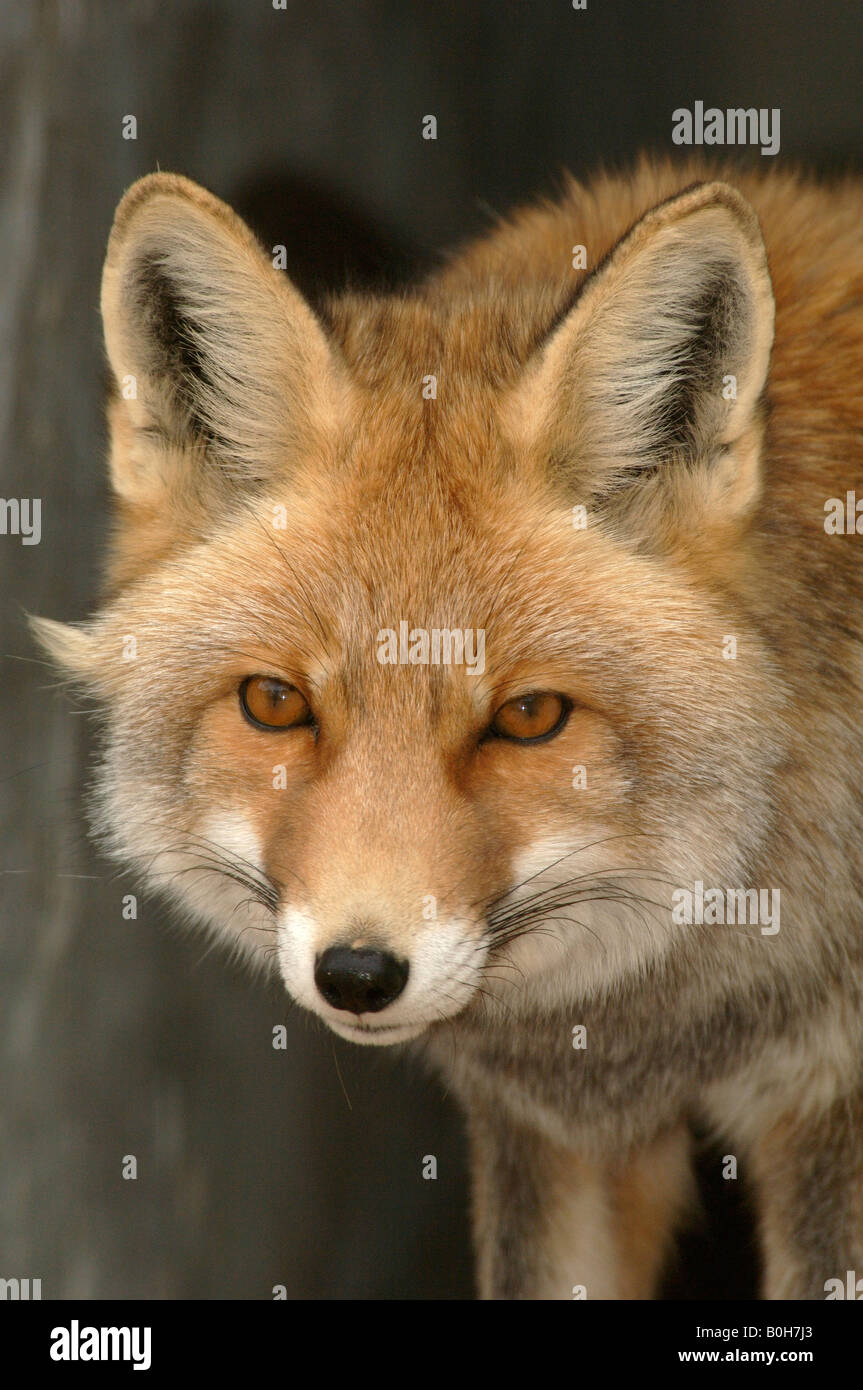 Corsac fox Vulpes corsac lives in deserts, Xinjiang, China Stock Photo ...