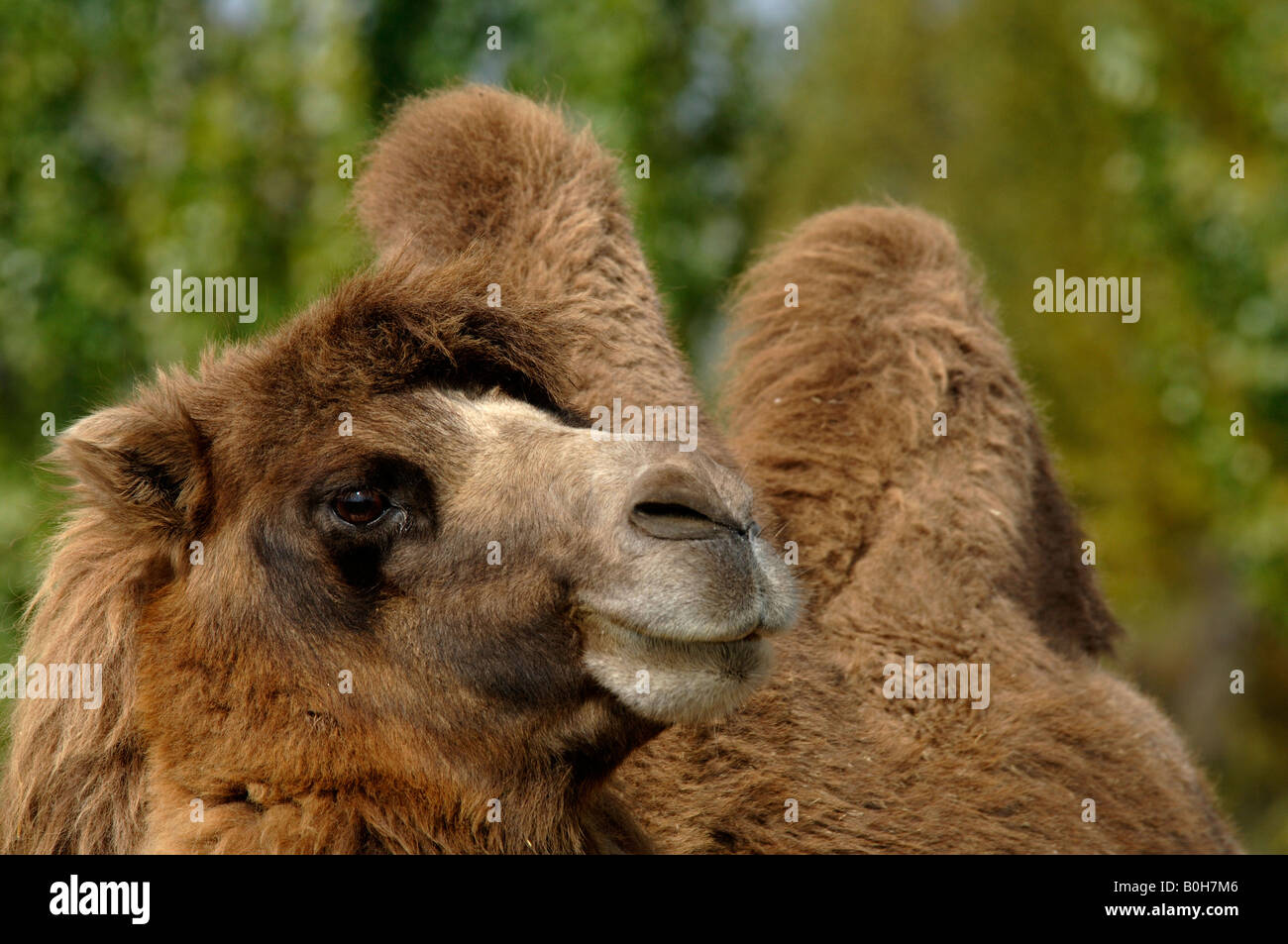 Two hump camel hi-res stock photography and images - Alamy