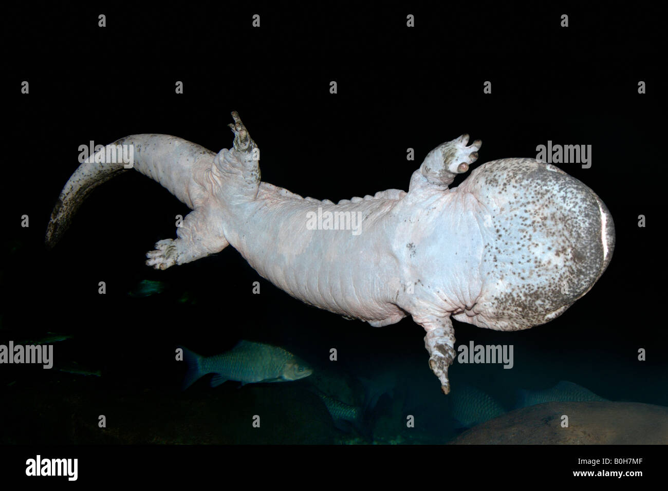 Biggest Salamander In The World