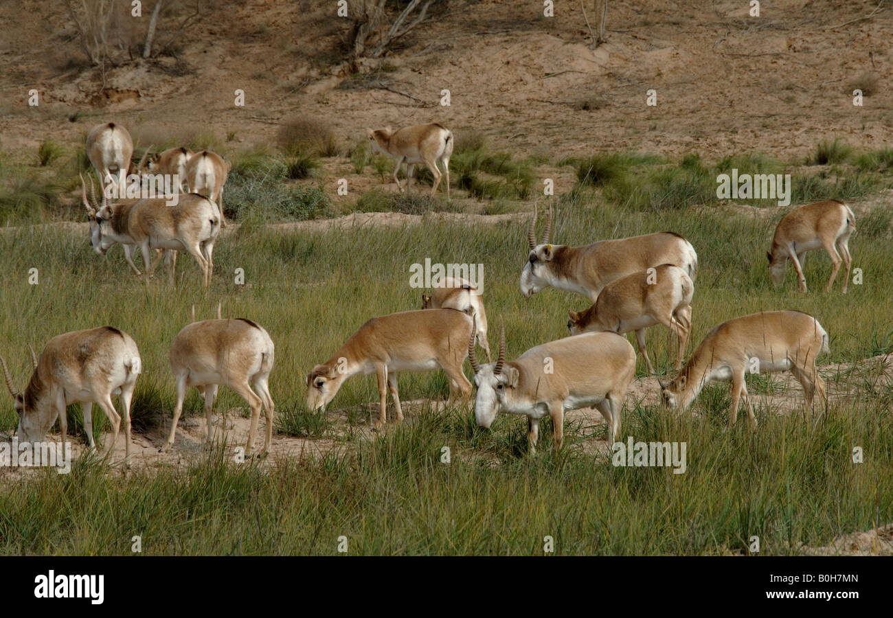 Saiga antelope Saiga tatarica has an enlarged nose that hangs down over ...
