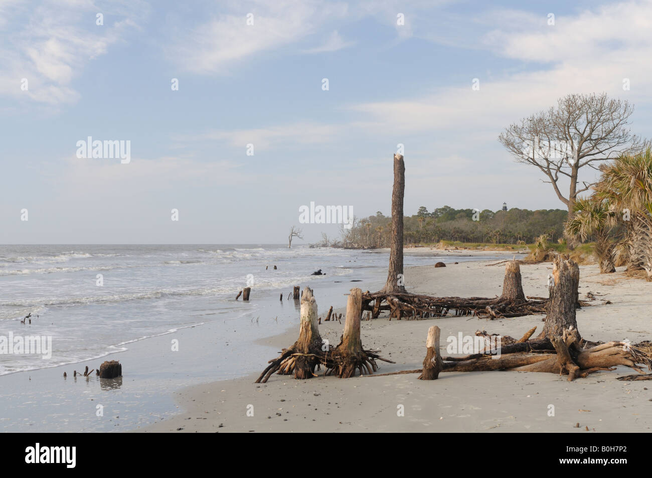 Eroded beach and exposed tree roots on Hunting Island, South Carolina ...