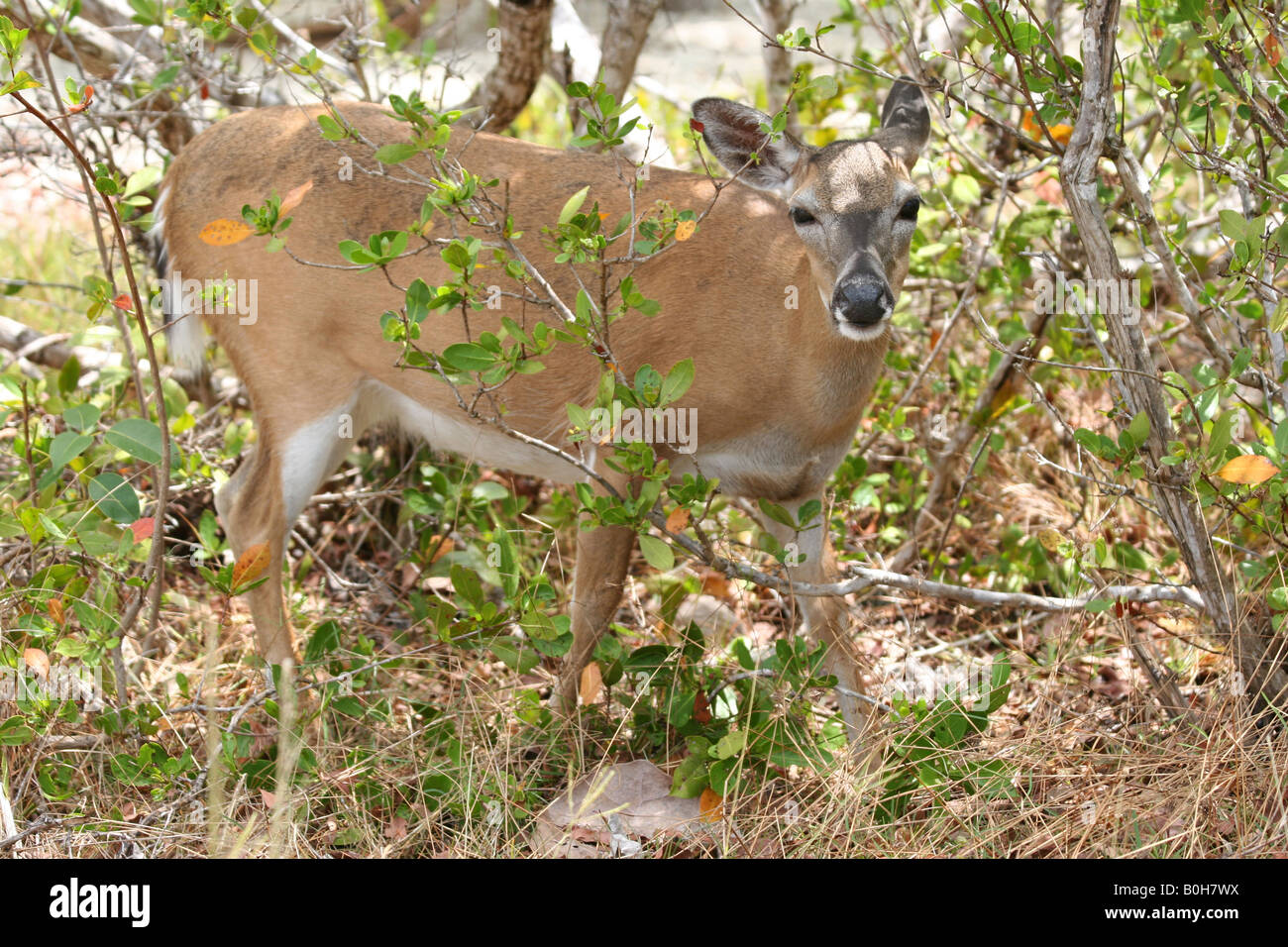 Key Deer Sign High Resolution Stock Photography and Images - Alamy