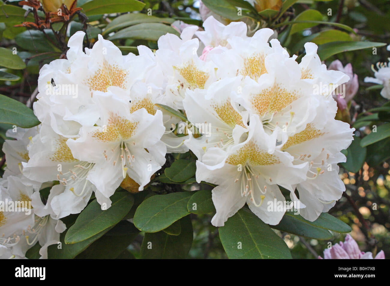 Cunningham's white rhododendron hi-res stock photography and images - Alamy
