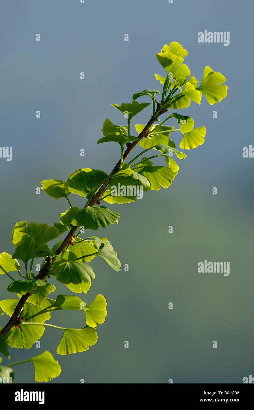 Maidenhair trees hi-res stock photography and images - Alamy