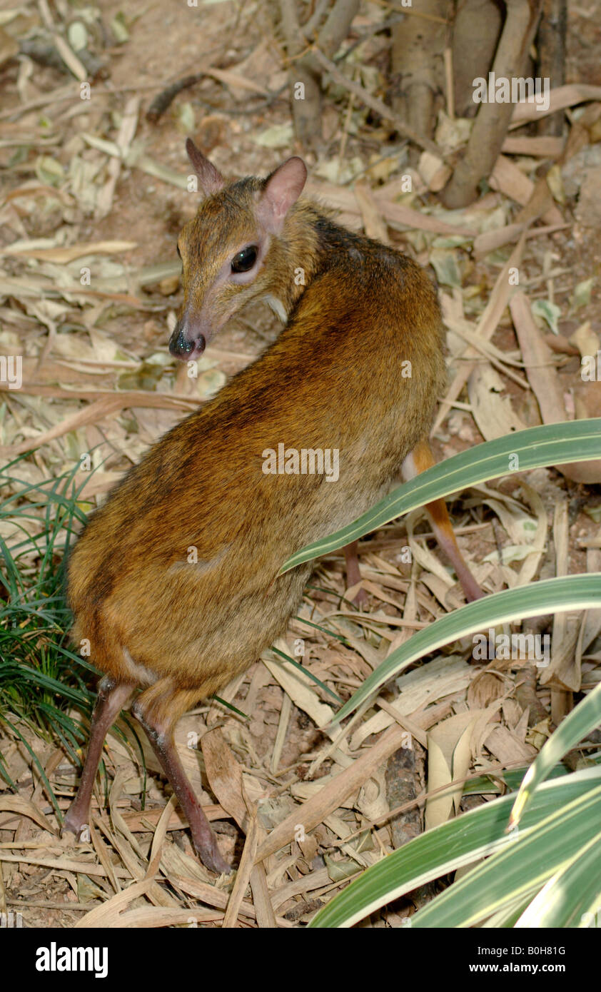 Tragulus Javanicus High Resolution Stock Photography and Images - Alamy