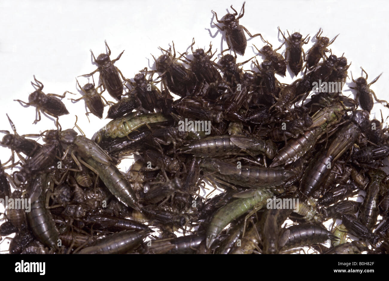 Live dragonfly larvae collected from rice terraces for food outside ...