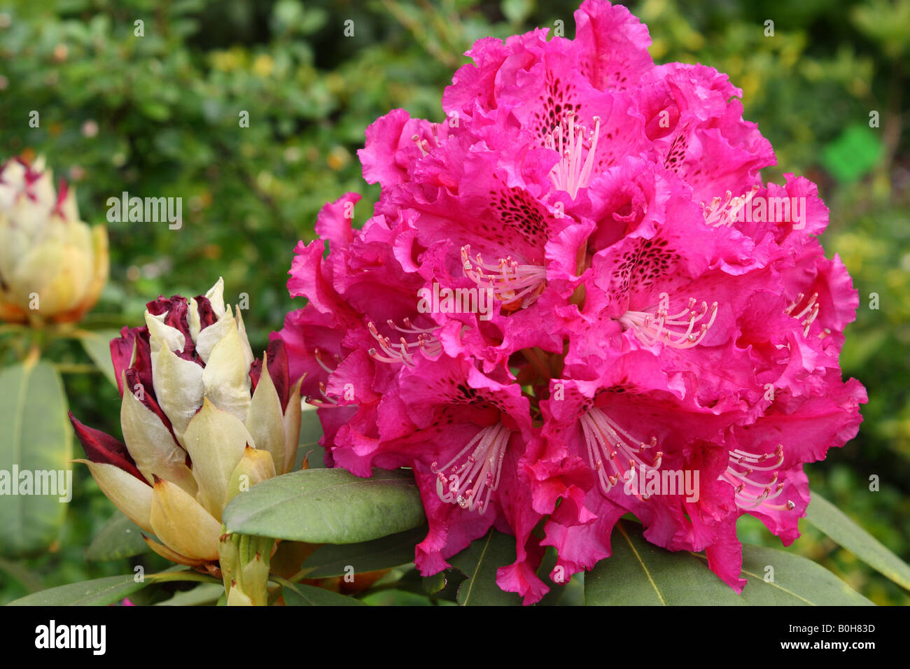 Purple Rhododendron "Edwin" flowers blooming Stock Photo - Alamy