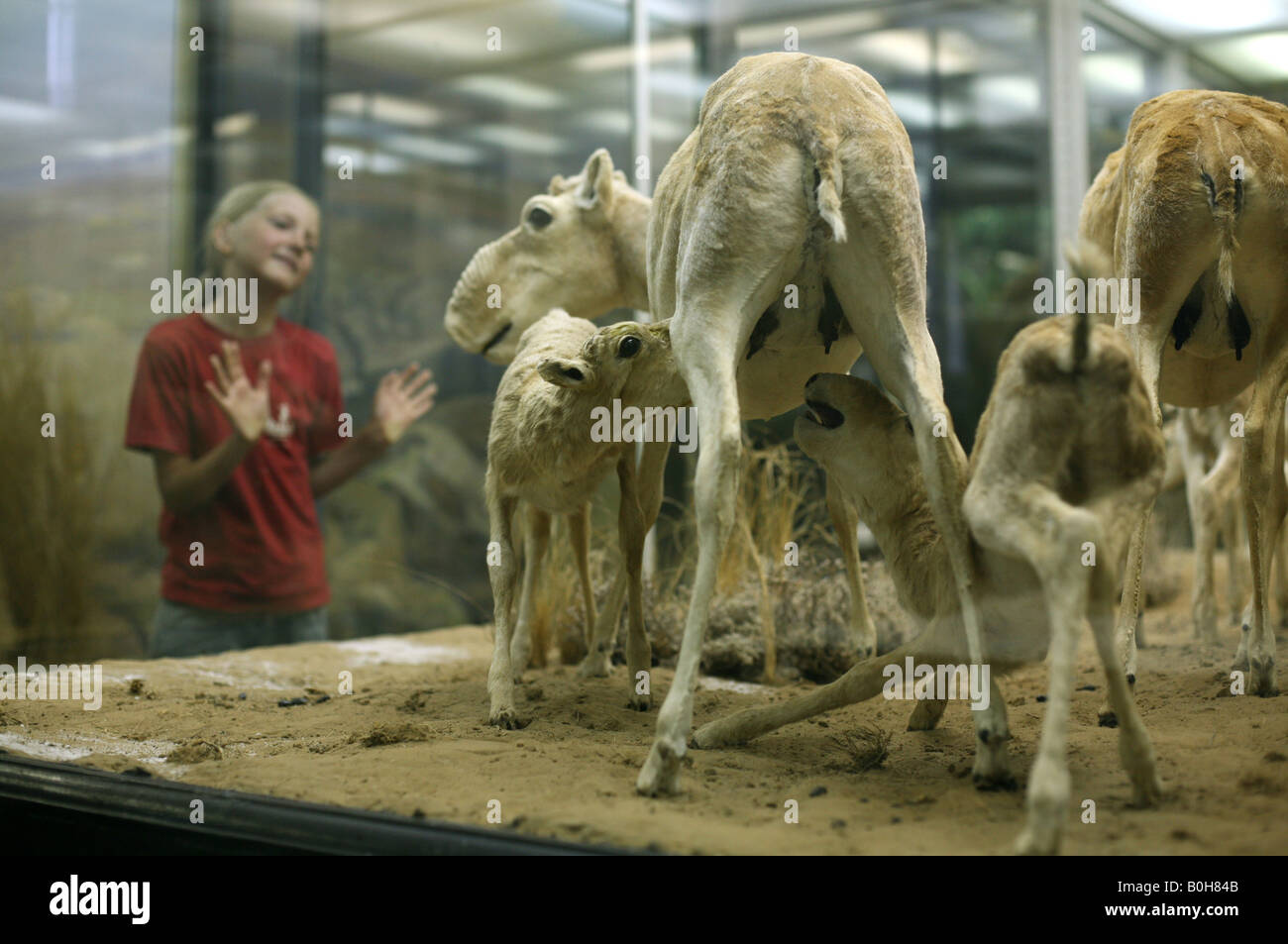 Young visitor examining a stuffed herd of saiga antelopes (Saiga ...