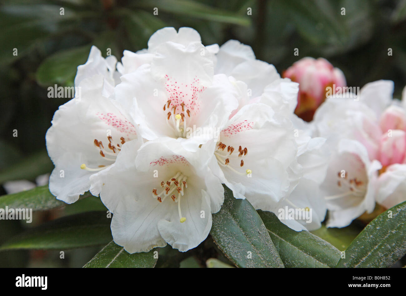 Bureavii hi-res stock photography and images - Alamy