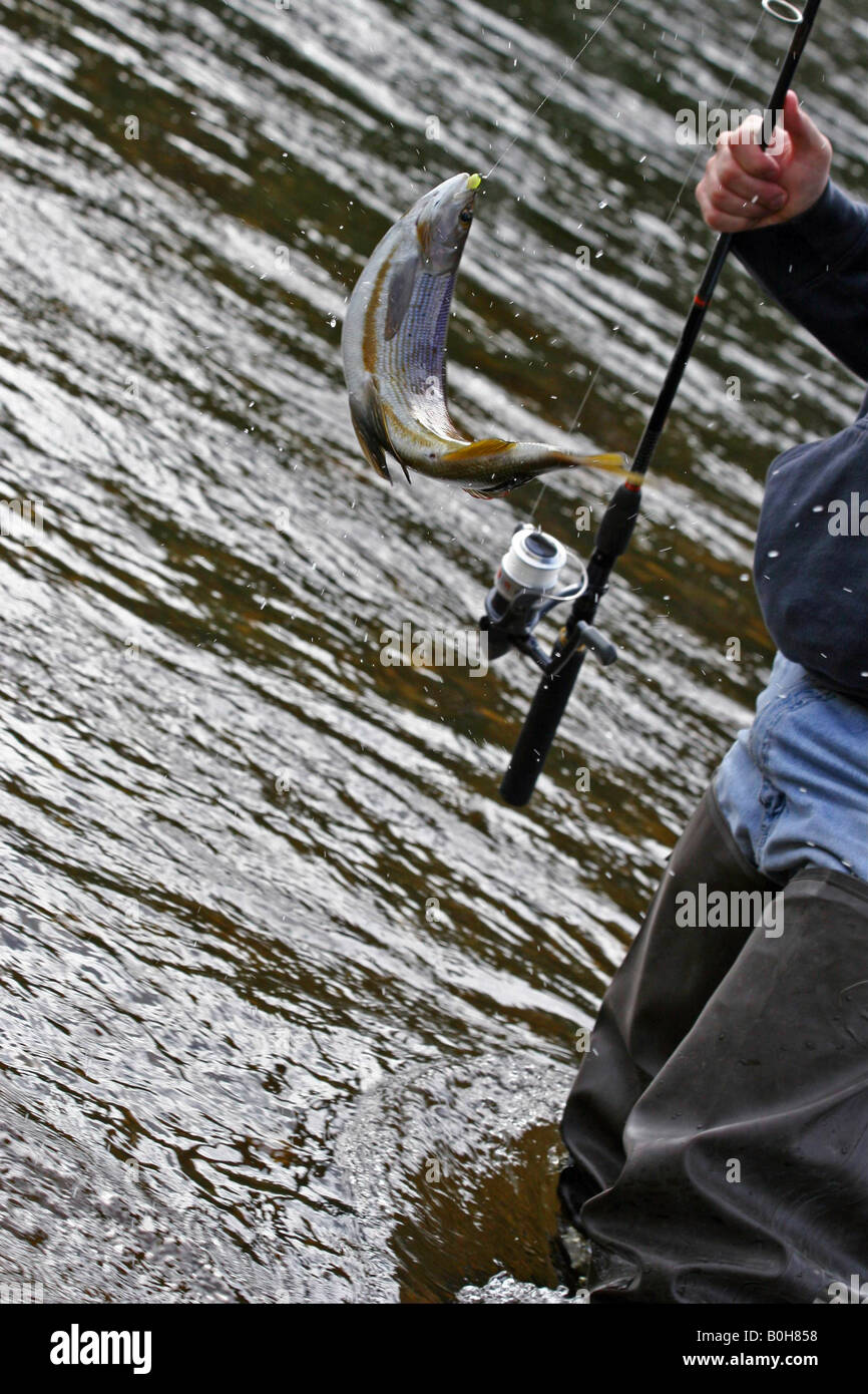 Grayling fish jumping hi-res stock photography and images - Alamy