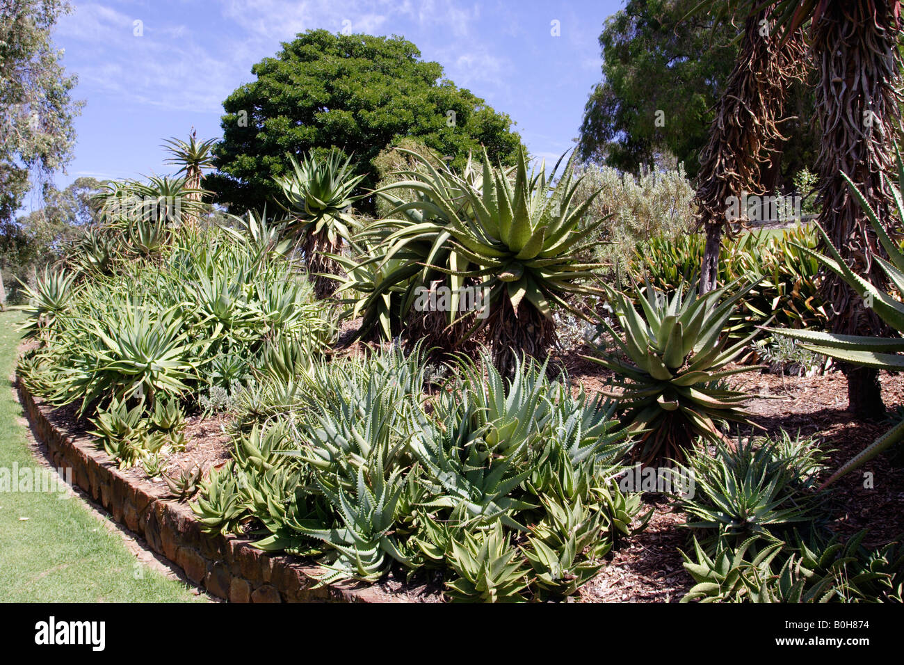 Botanical garden at Kings Park in Perth, Western Australia Stock Photo ...