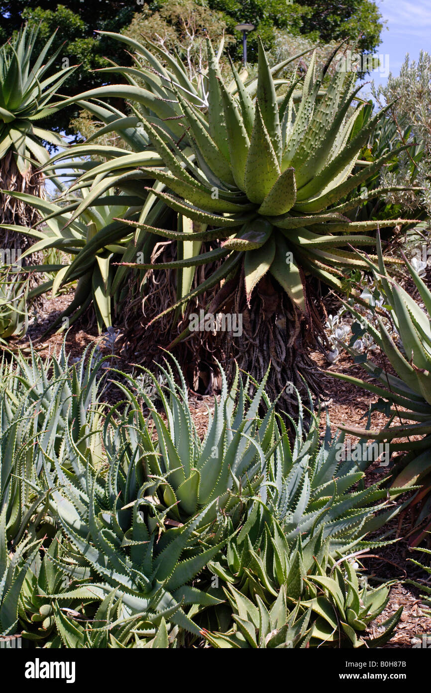 Botanical garden at Kings Park in Perth, Western Australia Stock Photo ...
