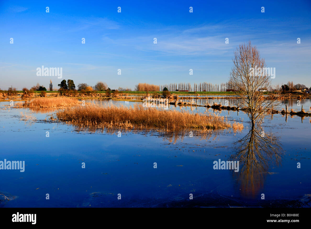 Winter Reedbeds WWT Welney Washes National Bird Reserve Cambridgeshire ...