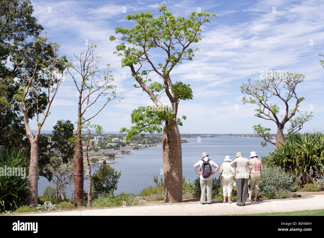 Boabs (Adansonia gregorii) tree at Kings Park in Perth, Western ...