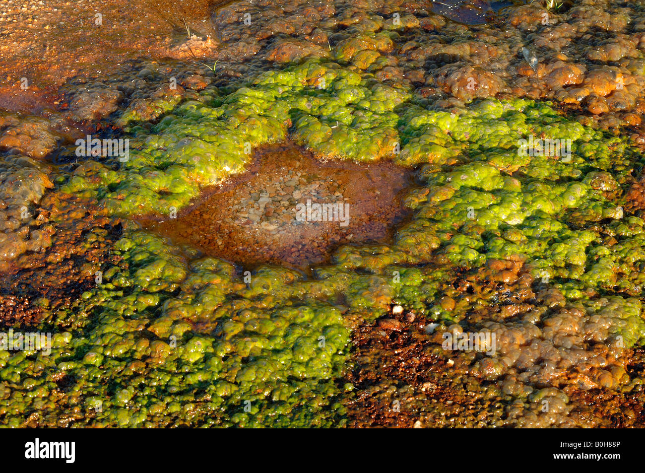 Spring with freshwater algae Earth Forest Yunnan China Stock Photo - Alamy