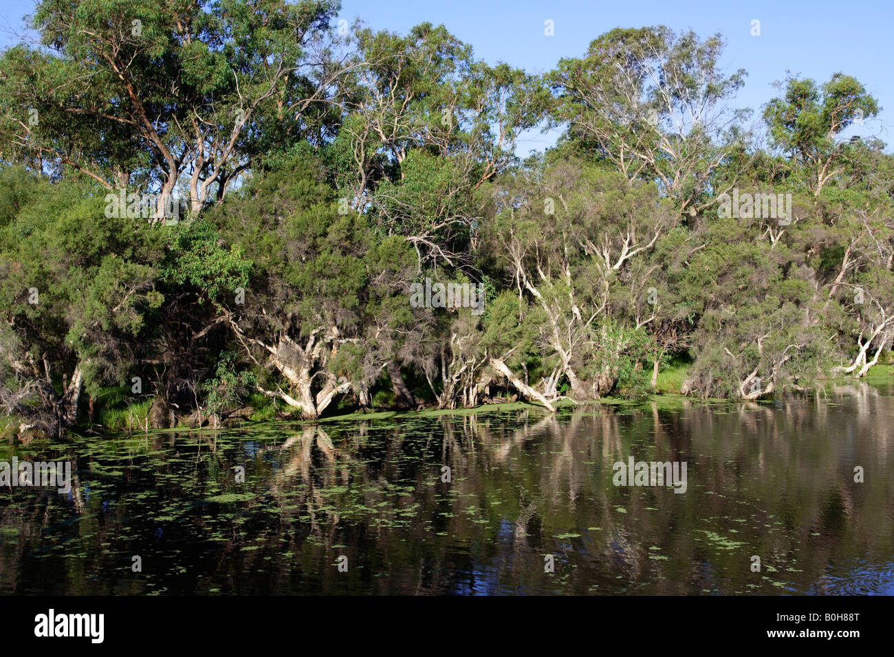Paperbark trees western australia High Resolution Stock Photography and ...