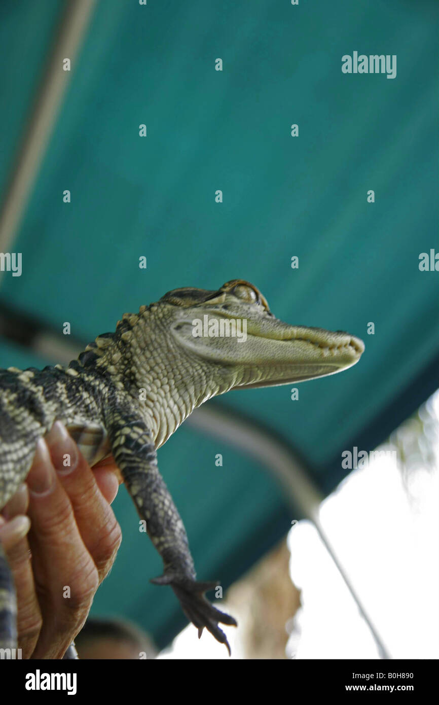 Alligator baby egg hi-res stock photography and images - Alamy