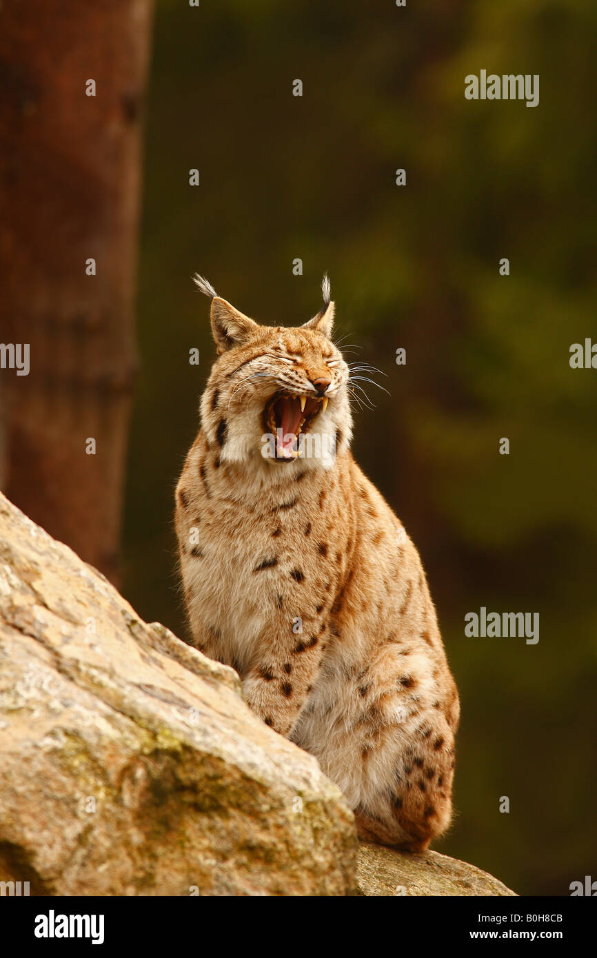 Eurasian lynx yawning hi-res stock photography and images - Alamy