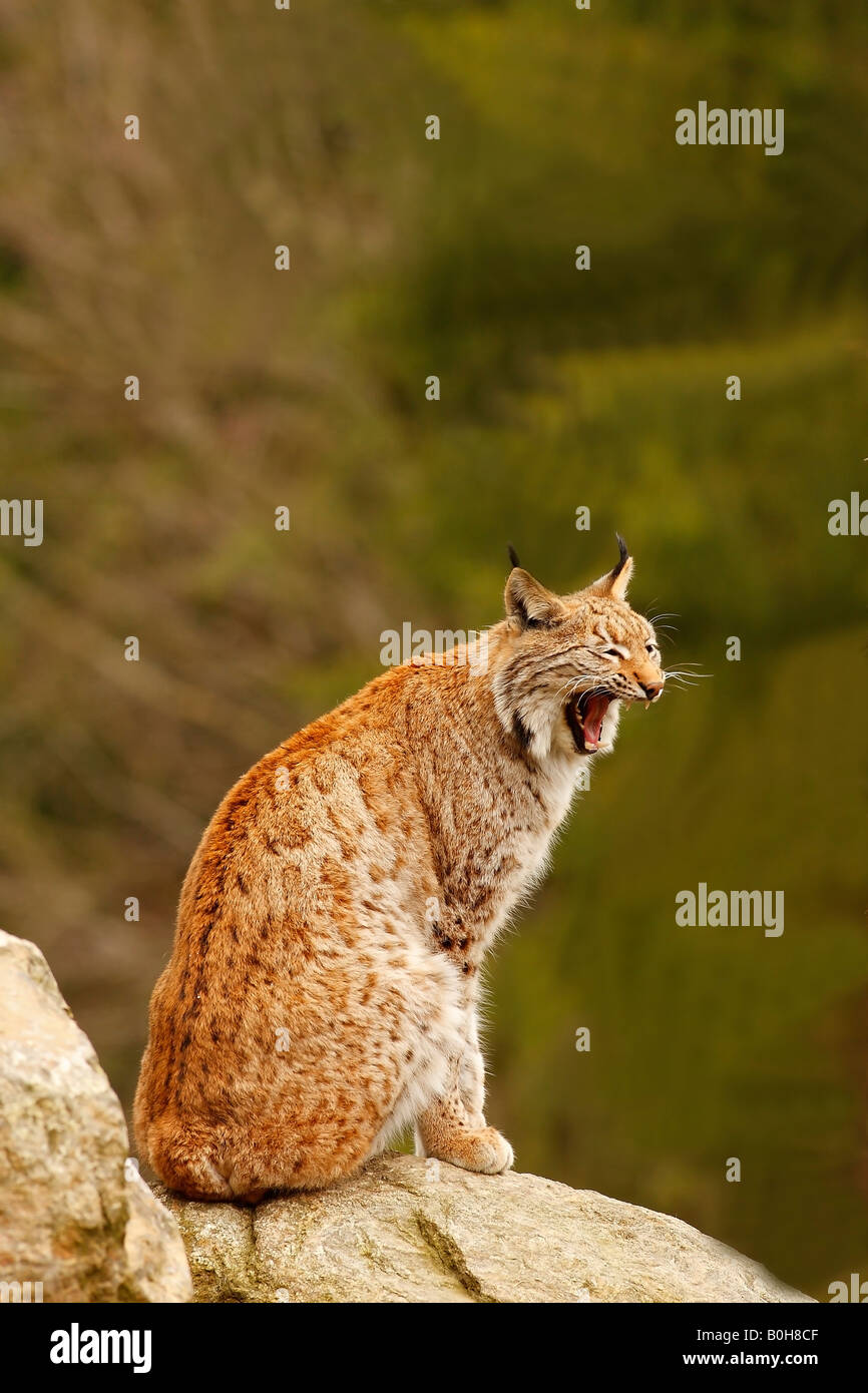 Lynx yawning hi-res stock photography and images - Alamy