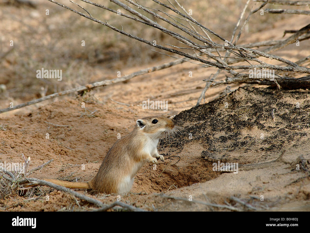 Rodent outside burrow in desert Gansu China Stock Photo - Alamy