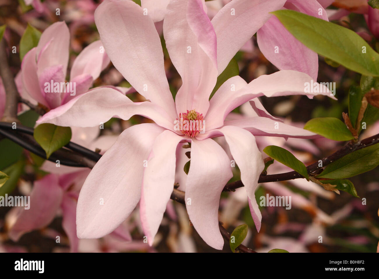 Pink Magnolia flower close up Magnolia soulangiana Stock Photo - Alamy