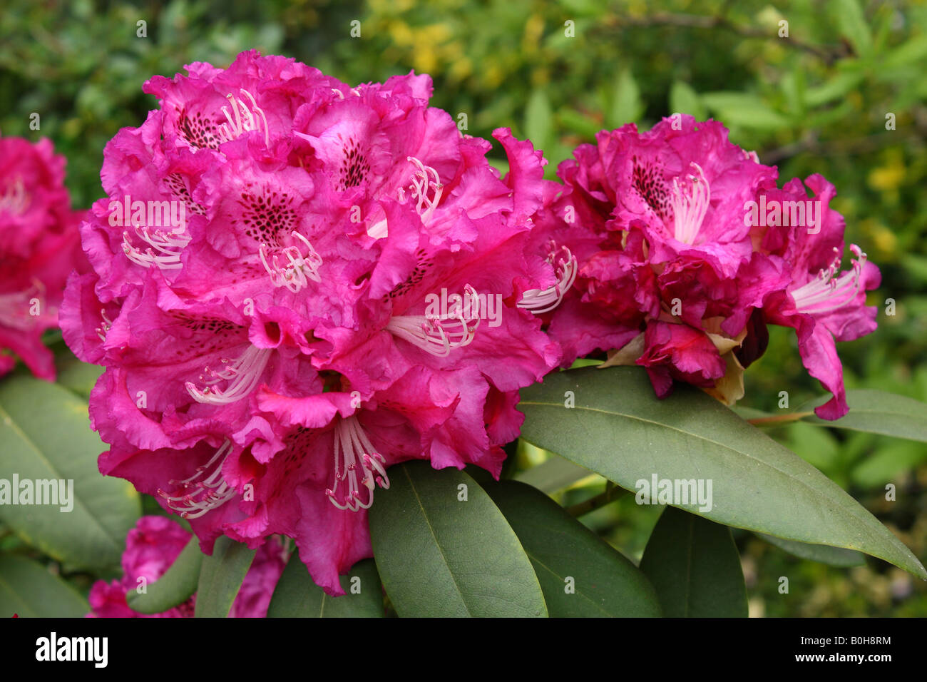 Purple Rhododendron "Edwin" flowers blooming Stock Photo - Alamy