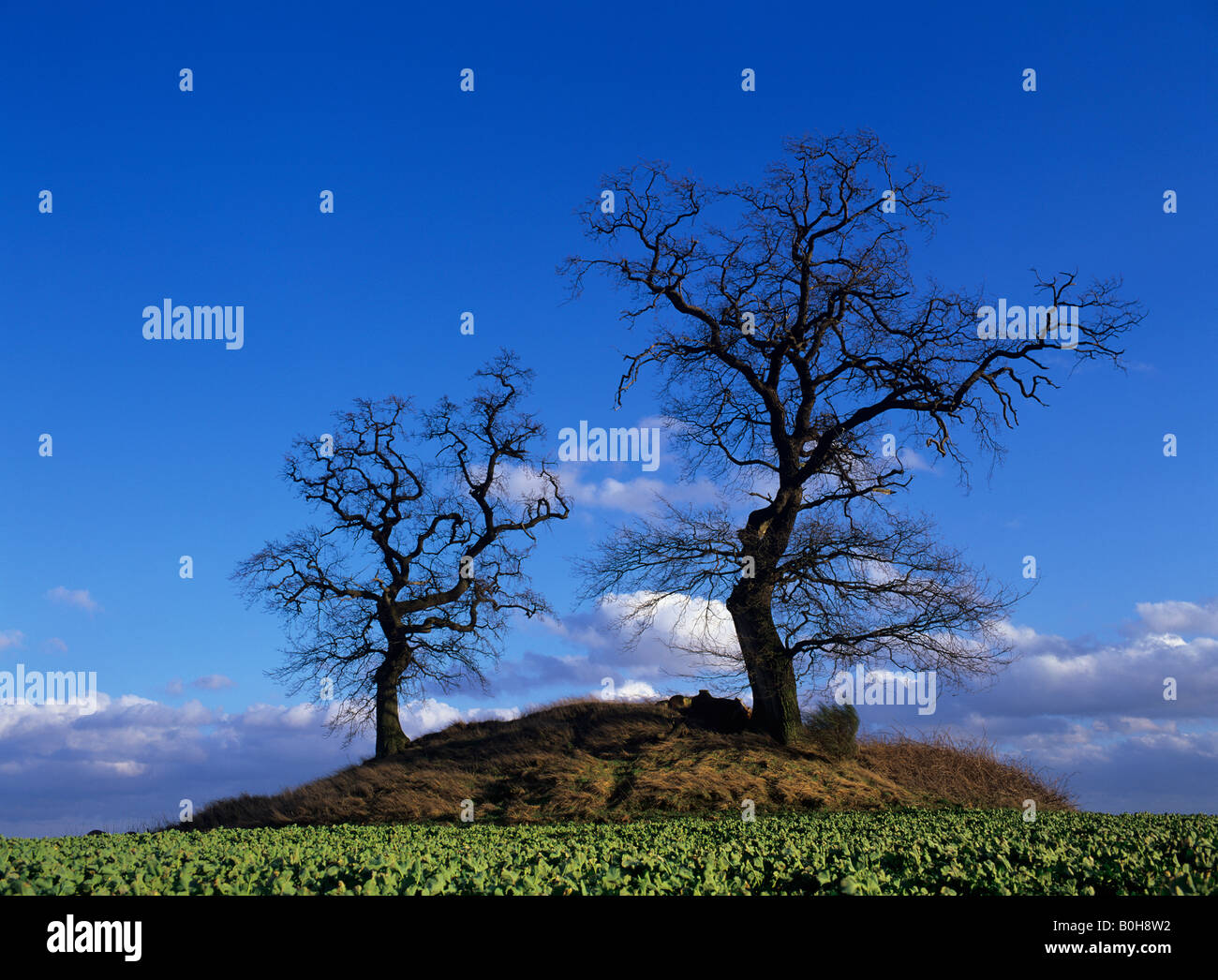 Two knotted old oak trees growing on a tumulus, barrow or burial mound ...