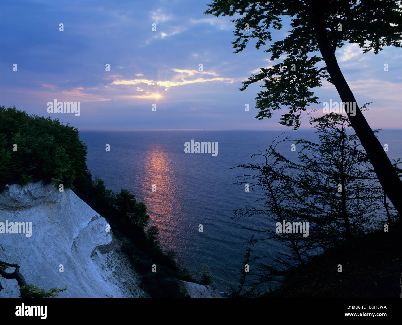 Pine trees hanging over white chalk cliffs dropping into the sea at ...