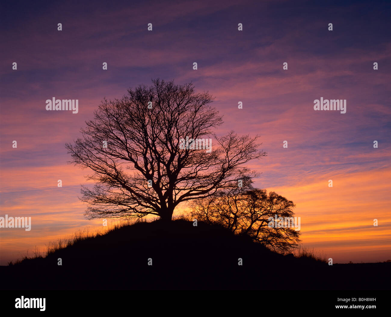 Silhouette of a tree growing on a tumulus, barrow or burial mound ...