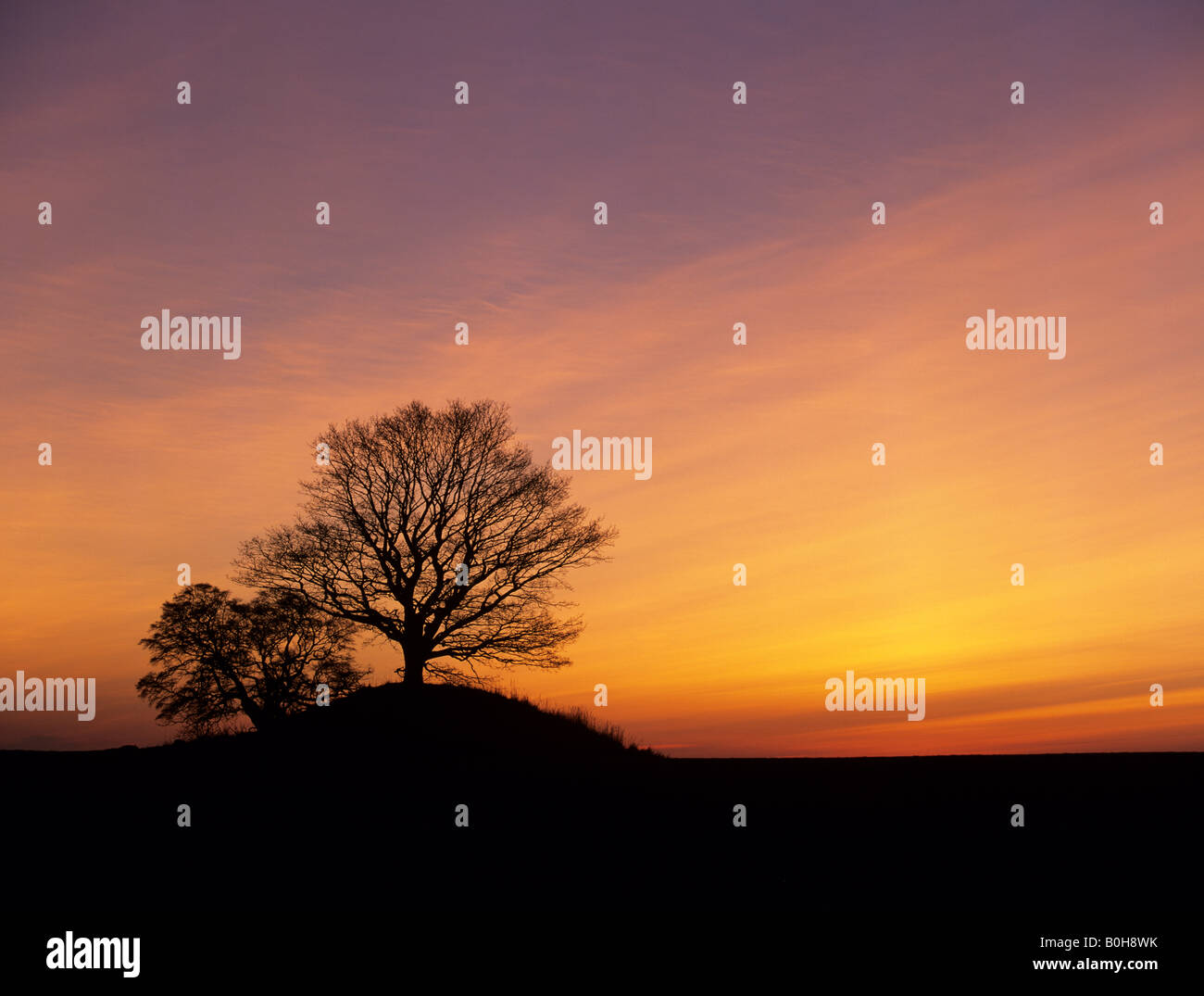 Silhouette of a tree growing on a tumulus, barrow or burial mound ...