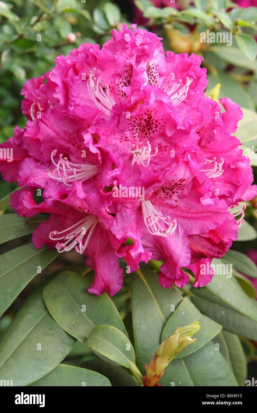 Edwin flowers hi-res stock photography and images - Alamy