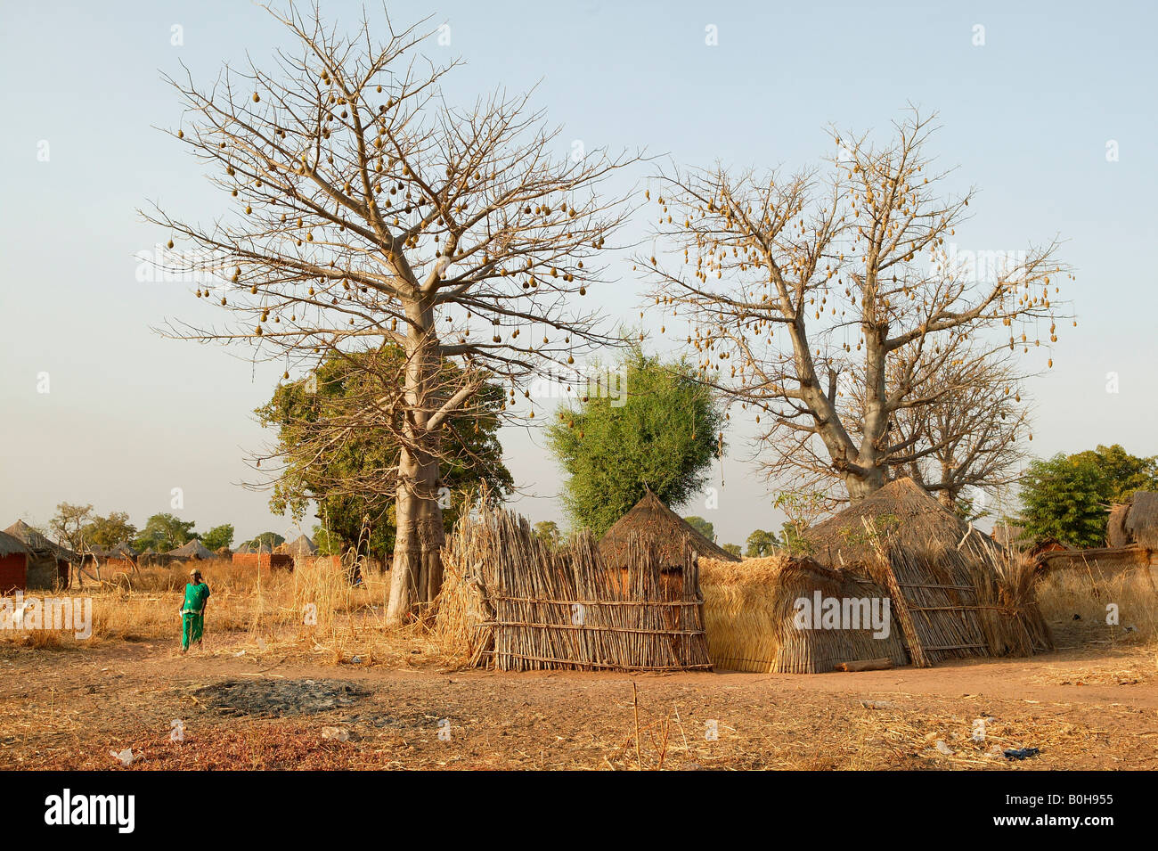 Round thatched native huts beneath Baobab trees (Adansonia digitata ...