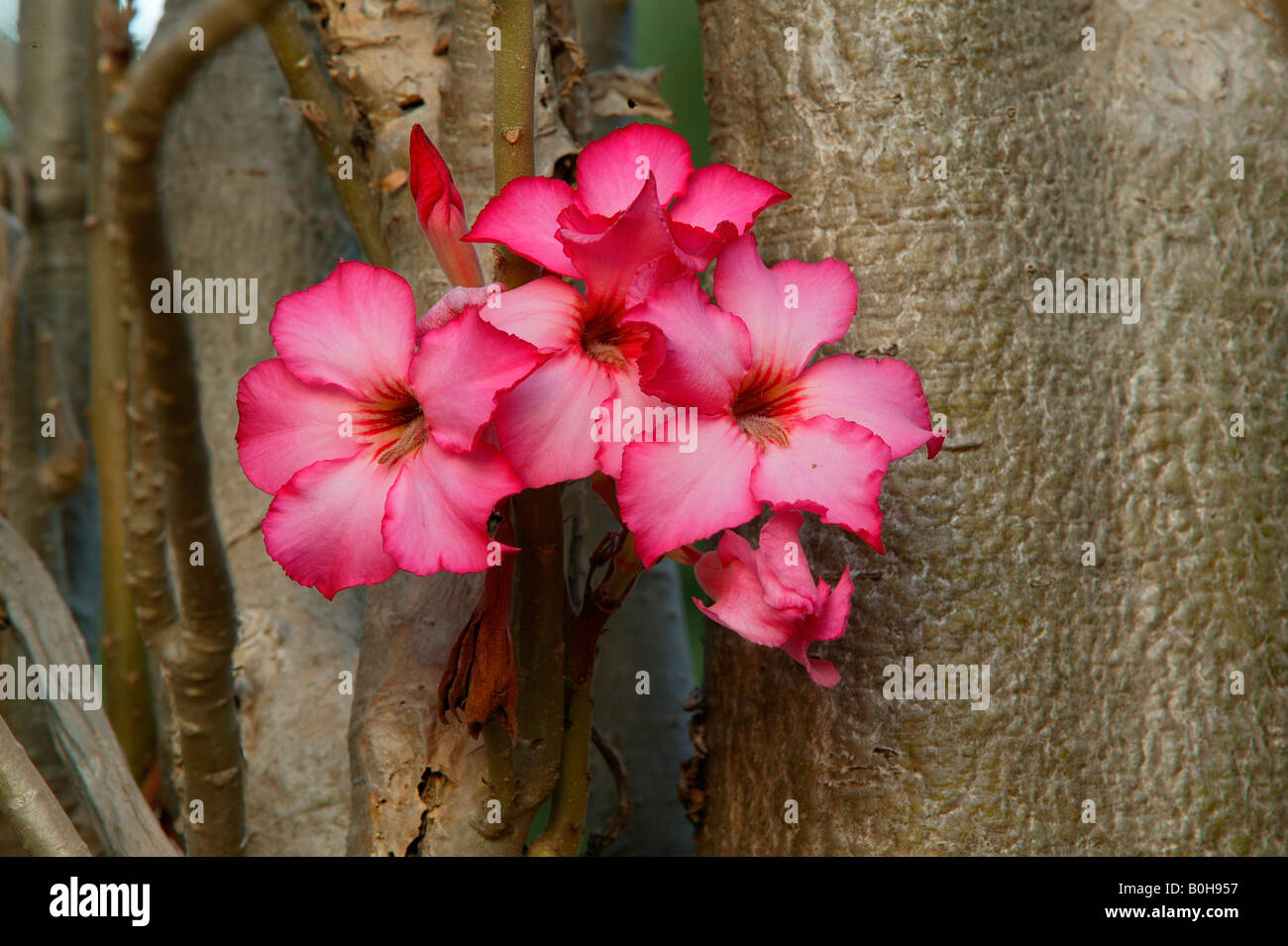Sabi stern hi-res stock photography and images - Alamy