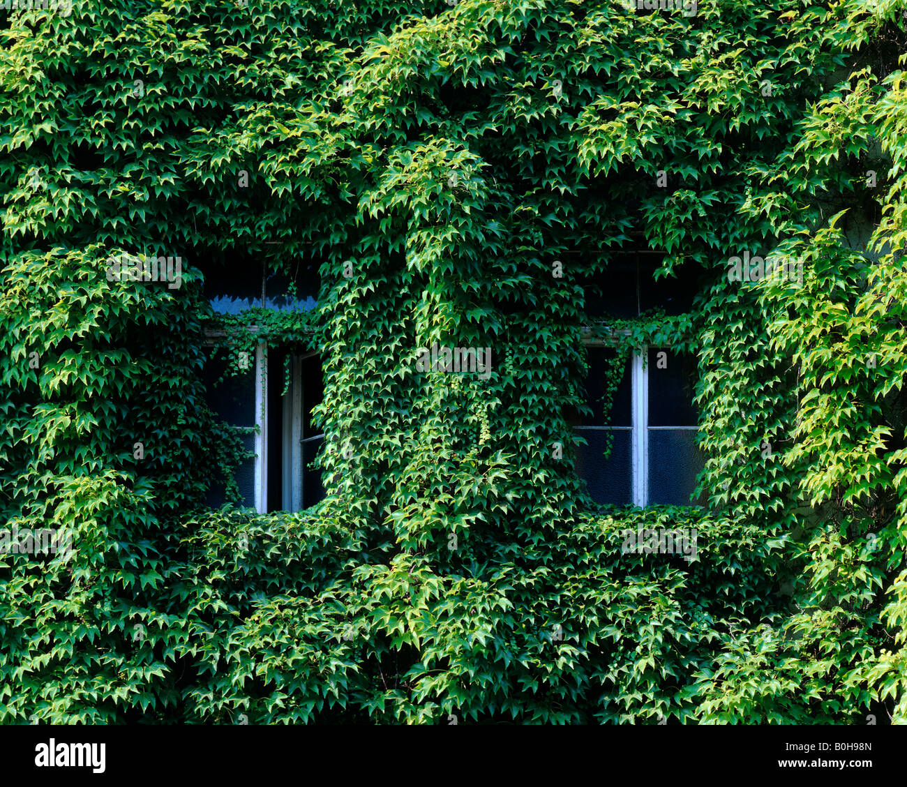 House front covered with Boston Ivy or Japanese Creeper (Parthenocissus ...