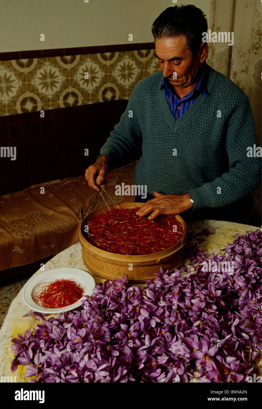 Man sorting the saffron harvest, Spain Stock Photo - Alamy