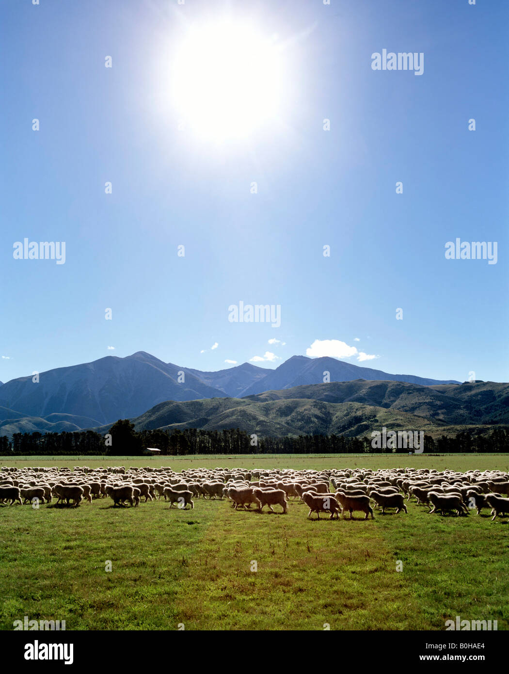 Sheffield wildlife hi-res stock photography and images - Alamy