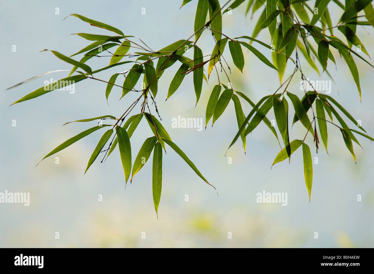 Bamboo hi-res stock photography and images - Alamy