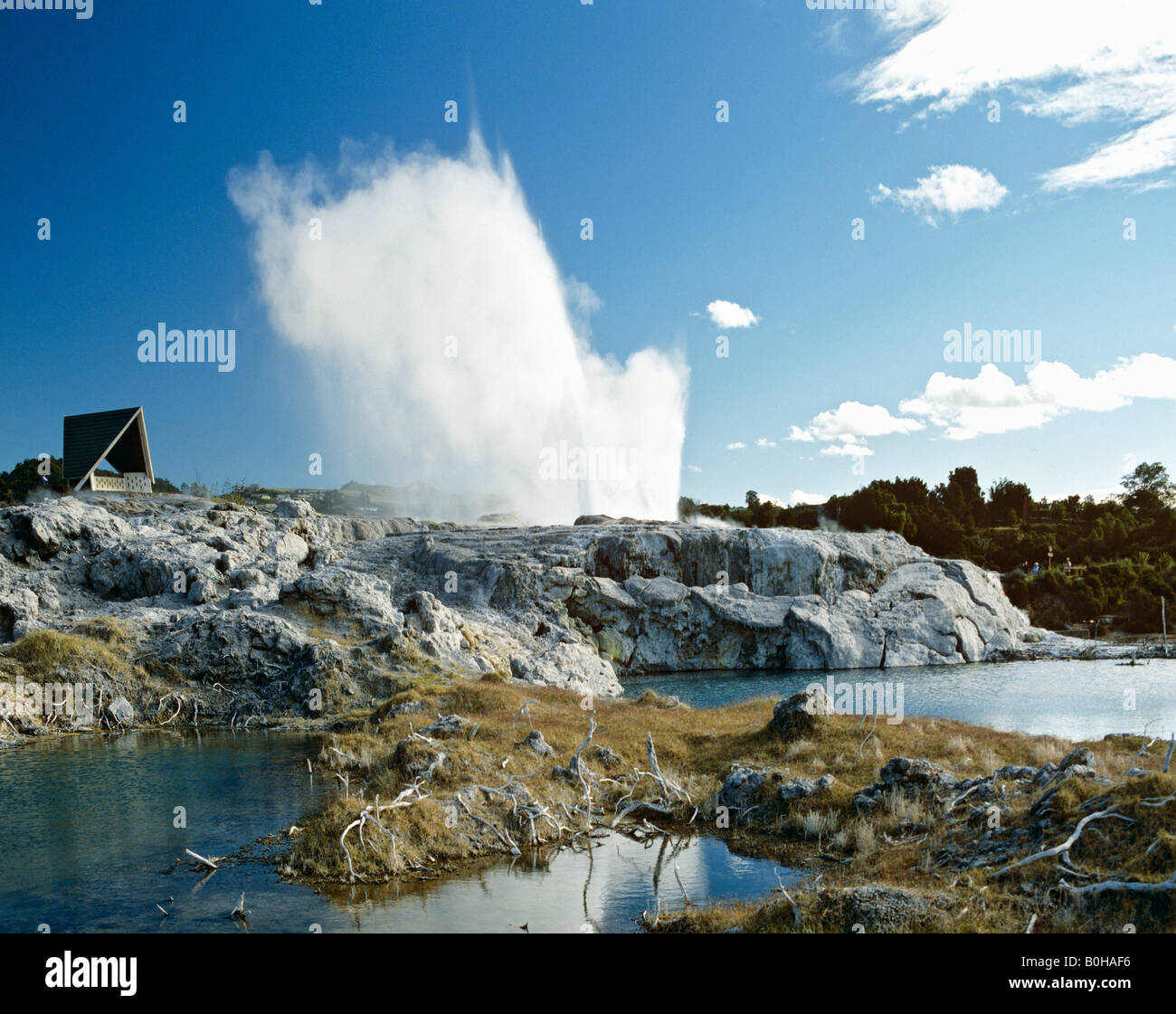 Pohutu Geyser, Whakarewarewa geothermal area, Rotorua, North Island ...