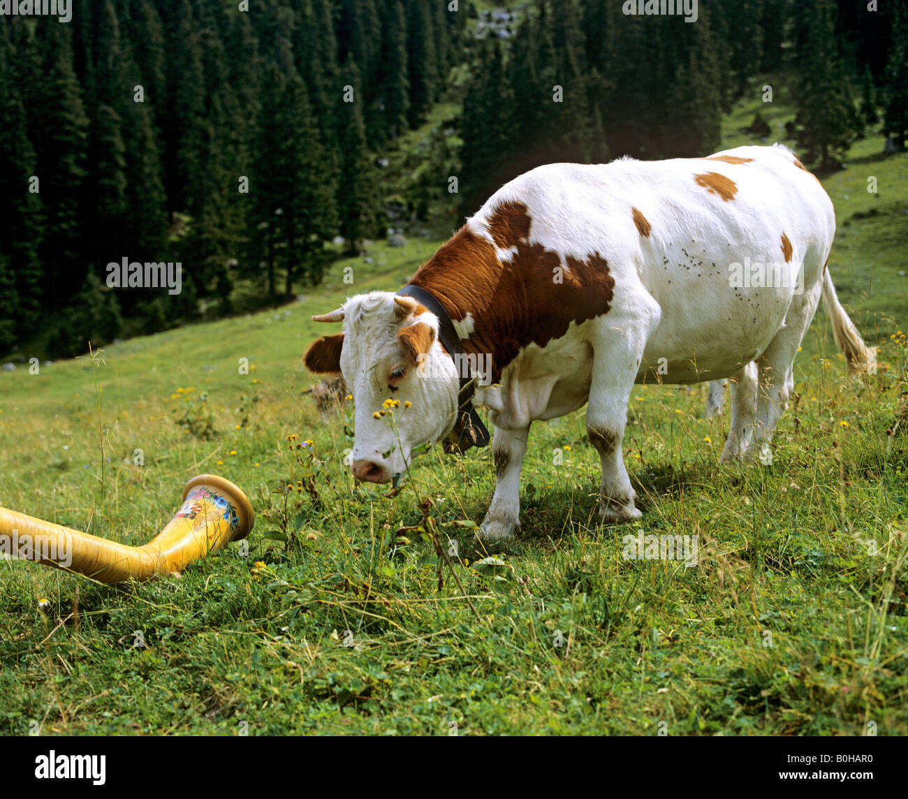 Cow looking alphorn alpenhorn wetterstein hi-res stock photography and ...