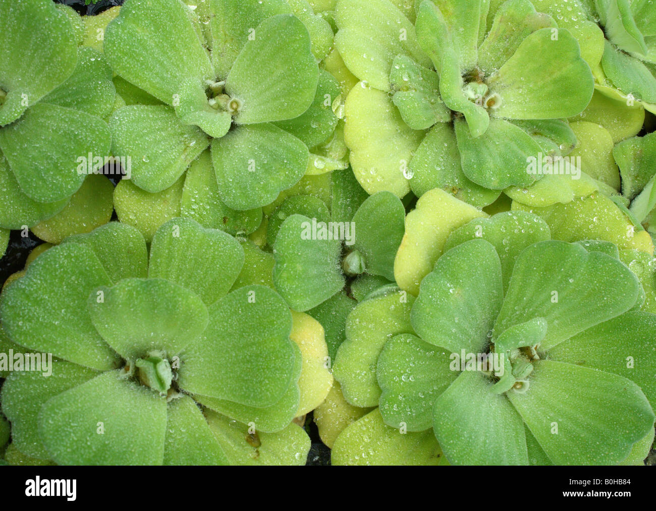 Water lettuce water cabbage shellflower Pistia stratiotes close up ...