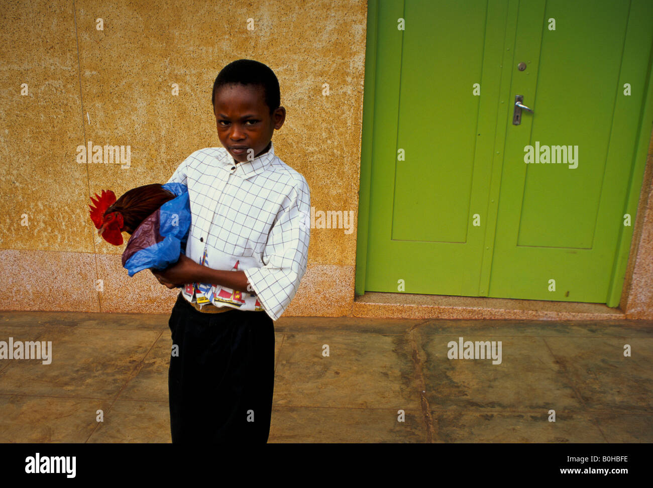 A young boy carrying a chicken on his way home from school, Tanzania ...